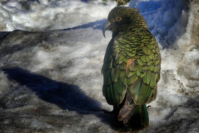 Mt Cook to Lake Tekapo Small Group Tour (one-way) - The Transport and Group Size