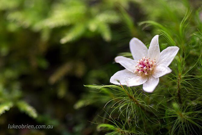 Mt Field and Styx Valley Photography Tour - Is This Tour Worth the Price?