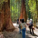 Mt Field National Park and Russell Falls with Bonorong Wildlife - Price and Value