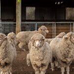 Mt. Hay Farm Experience Genuine Country Farming(Carbon Positive) - Practical Details and Considerations