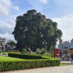 MTB Bike Tour: Tree of the Tule on mountain trails - An In-Depth Look at the MTB Tour