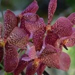 Mud Pools-Nadi Private Therapeutic Pools, Gardens, Temple, Market &Shopping Tour - Stop 1: Nadi Produce Markets