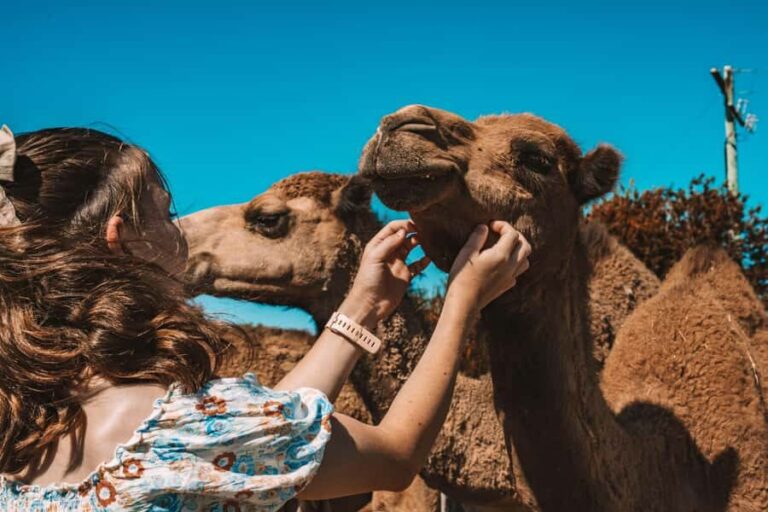 Mutchilba: Farm Animal Feeding - What Makes This Farm Experience Stand Out