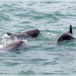 Myrtle Beach: Dolphin Cruise on the Sea Screamer - Authentic Guest Experiences