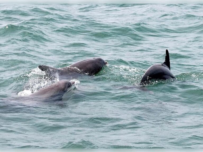 Myrtle Beach: Dolphin Cruise on the Sea Screamer - Authentic Guest Experiences