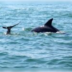 Myrtle Beach: Dolphin Cruise on the Sea Thunder - What to Expect from the Sea Thunder Dolphin Cruise