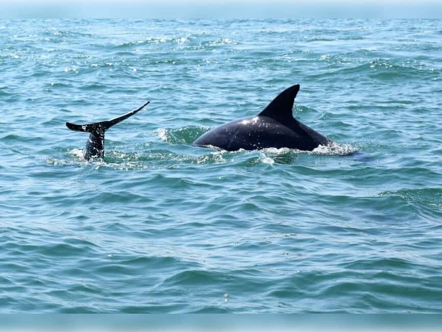 Myrtle Beach: Dolphin Cruise on the Sea Thunder - What to Expect from the Sea Thunder Dolphin Cruise