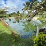 Nadi: Mud Pool and Hot Spring Private Tour - Practical Details That Matter