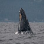 Nanaimo Private Whale Watching - The Practical Side: What’s Included and What to Consider