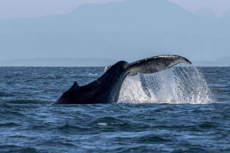 Nanaimo: Whale Watching Open Boat Tour - Who Will Love This Tour?