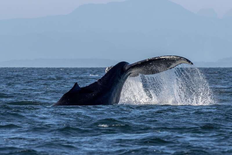 Nanaimo: Whale Watching Open Boat Tour - Who Will Love This Tour?