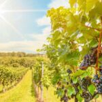 Napa Valley: Guided Wine Tour with Picnic Lunch - The Price and Overall Value