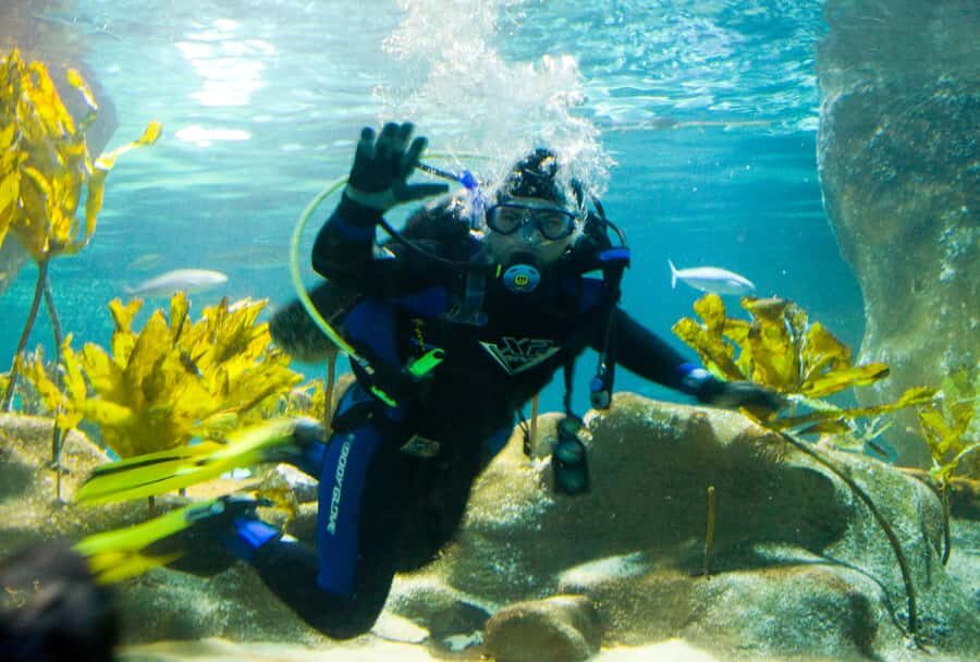 Napier: National Aquarium of New Zealand General Admission - What to Expect During Your Visit