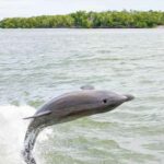 Naples: 10,000 Islands Boat and Wildlife Tour - An Authentic Exploration of Florida’s Coastal Wilderness