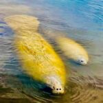 Naples, FL: Manatee, Dolphin, 10,000 Islands Beach Eco Tour - The Value of the Tour: Fun and Educational in One