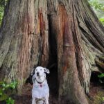 Nature Walks in Pacific - Final Thoughts