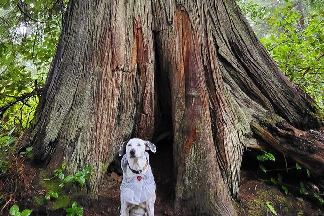 Nature Walks in Pacific - Final Thoughts