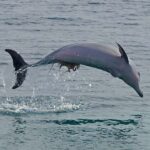 Nelson Bay: Dolphin Watch Cruise and Sail - Why This Experience Offers Great Value