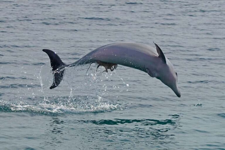 Nelson Bay: Dolphin Watch Cruise and Sail - Why This Experience Offers Great Value