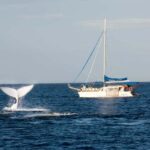 Nelson Bay: Whale and Dolphin Watching Catamaran Cruise - Why This Tour Is a Great Choice