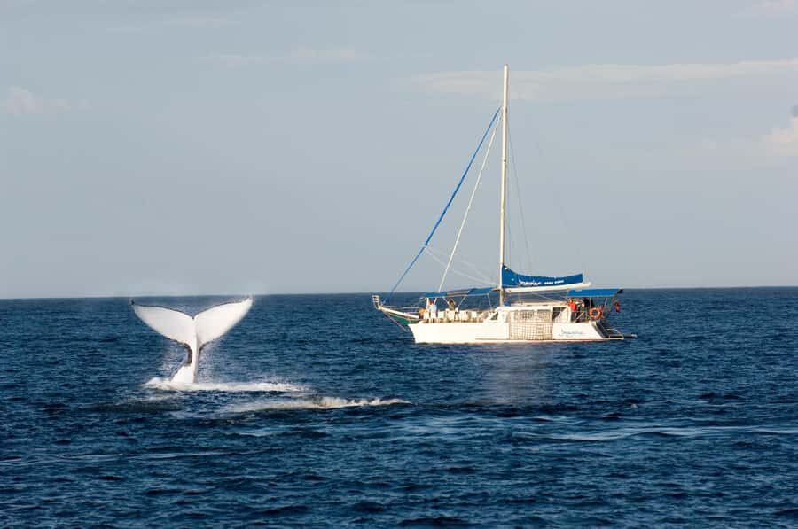 Nelson Bay: Whale and Dolphin Watching Catamaran Cruise - Why This Tour Is a Great Choice