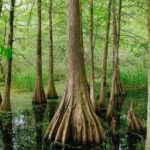 New Orleans Favorites and Creole Culture VIP Tour - Exploring the Heart of New Orleans: The Itinerary Breakdown