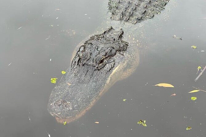 New Orleans Premium Six-Passenger Airboat Adventure - What Sets This Tour Apart?