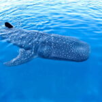New Whale Shark Encounter Experience in Cancun !! - Who Will Love This Tour?
