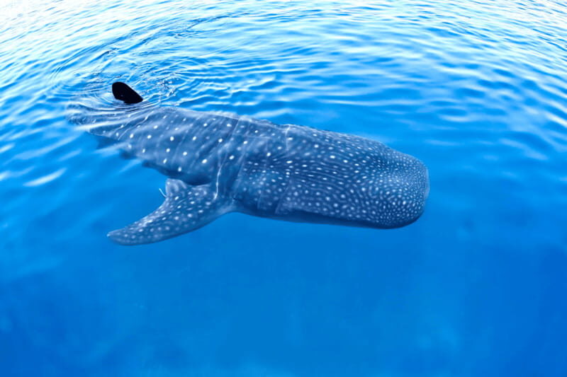 New Whale Shark Encounter Experience in Cancun !! - Who Will Love This Tour?