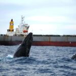 Newcastle: Humpback Whale Watching Cruise and Harbor Tour - Why This Tour Is Worth It