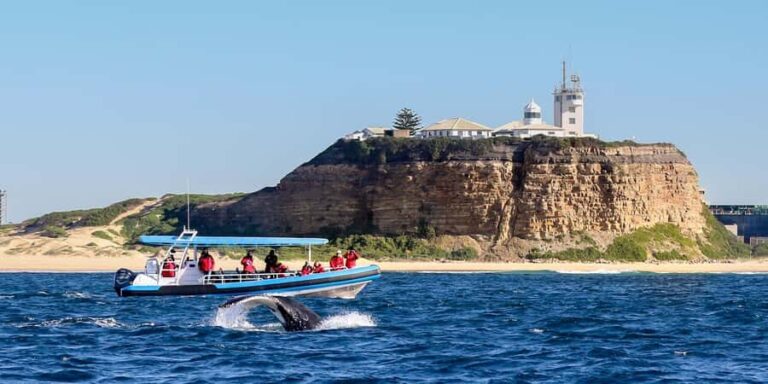 Newcastle: Small Group Humpback Whale Encounter Tour - The Experience in Practice