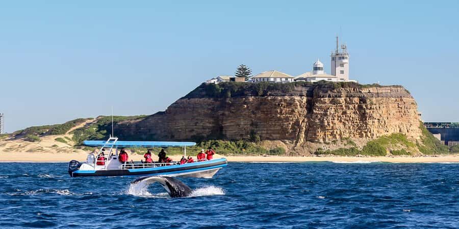 Newcastle: Small Group Humpback Whale Encounter Tour - The Experience in Practice