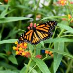 Niagara Falls, Canada: Butterfly Conservatory Admission - Detailed Review of the Experience