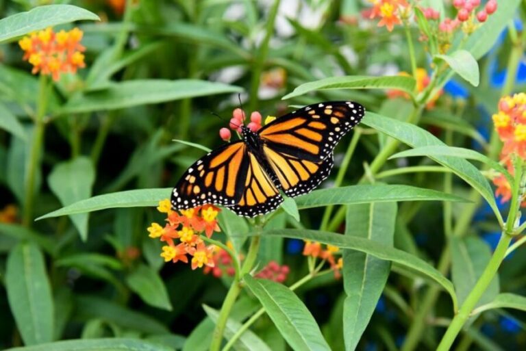 Niagara Falls, Canada: Butterfly Conservatory Admission - Detailed Review of the Experience