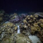 Night Snorkeling - An In-Depth Look at the Night Snorkeling Adventure