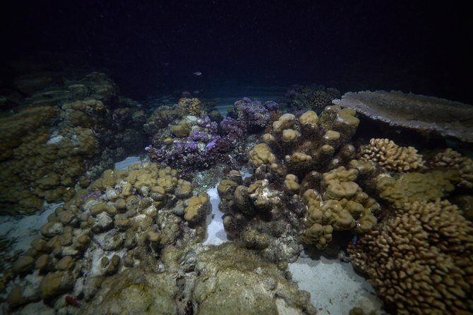 Night Snorkeling - An In-Depth Look at the Night Snorkeling Adventure