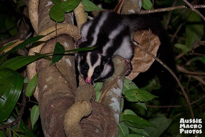 Night Walk in Cairns Botanic Gardens - Let's Go Buggin - Why This Tour Stands Out