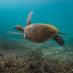 Ningaloo Reef Snorkel and Wildlife Adventure - Who Will Love This Tour?