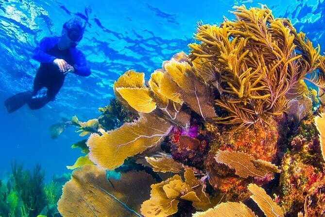 Nizuc Reef Snorkel Experience - What Travelers Say: Authentic Insights