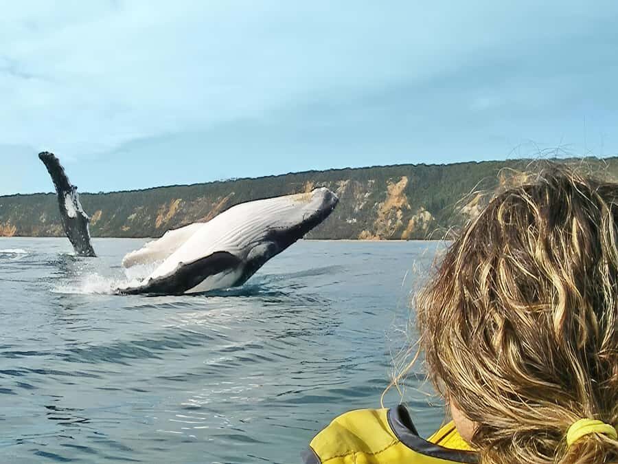 Noosa: Epic Whale Watching Ocean Kayak Tour & Beach 4X4 - What makes this tour special?