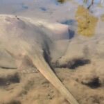 Noosa Heads: Hidden Waterways Wildlife Kayak (Fully Guided) - The Sum Up