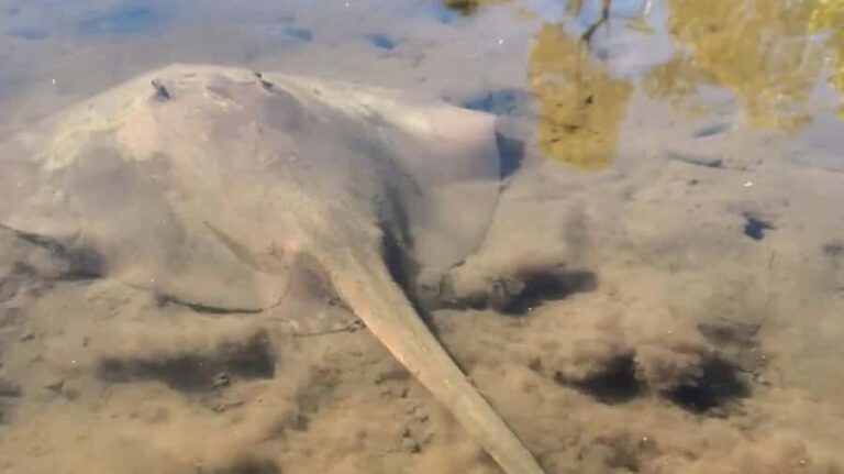 Noosa Heads: Hidden Waterways Wildlife Kayak (Fully Guided) - The Sum Up