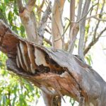 Noosa: Noosa River Eco Tour - Who Is This Tour Best Suited For?