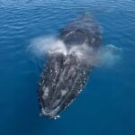 Noosa: Noosa Whale Watching Tour - The Value and Practicalities