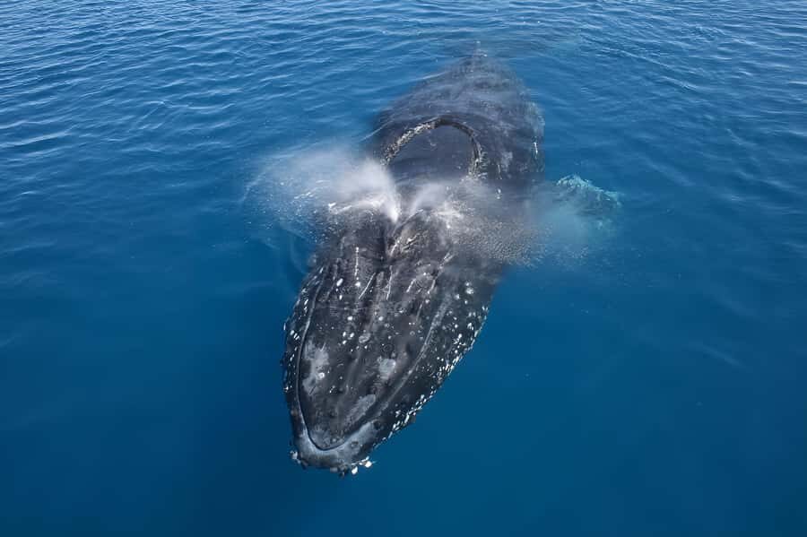 Noosa: Noosa Whale Watching Tour - The Value and Practicalities