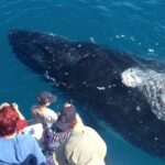 Noosa Ocean Adventures: Whale Watch - The Value of Experience and Price