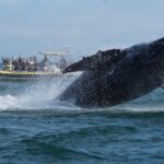 Noosa Whale Watching Cruise  Humpback Whale Adventure - The Experience and Equipment