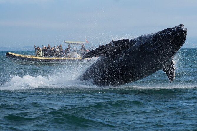 Noosa Whale Watching Cruise  Humpback Whale Adventure - The Experience and Equipment