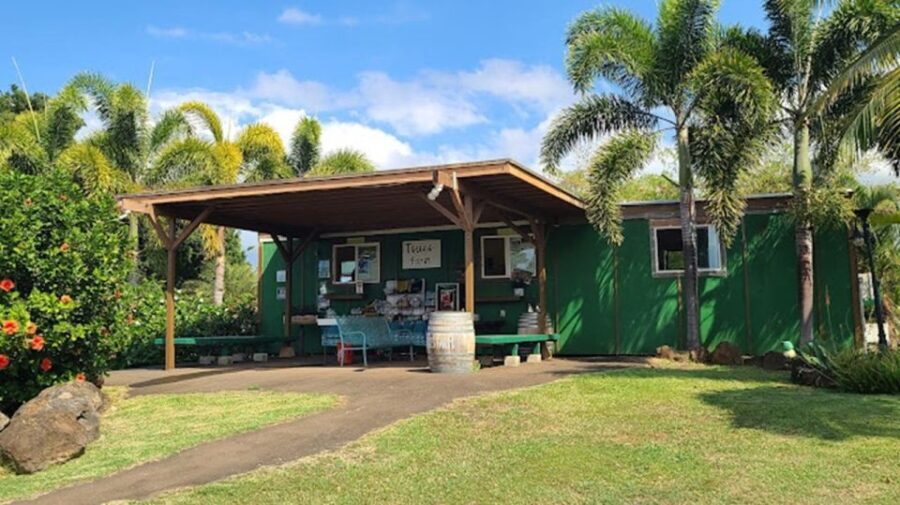 North Shore's best day! River, Turtles, Farm with Lunch - What to Expect on the Tour