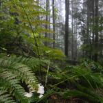 North Vancouver: Guided Forest Therapy & Forest Bathing Walk - The Sum Up